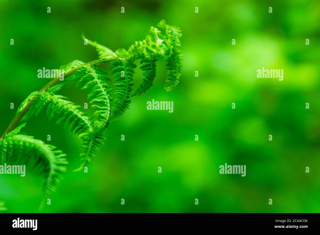Beautiful forest on background hi-res stock photography and images - Alamy