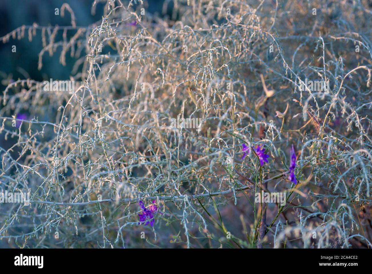 Artemisia cana hi-res stock photography and images - Alamy