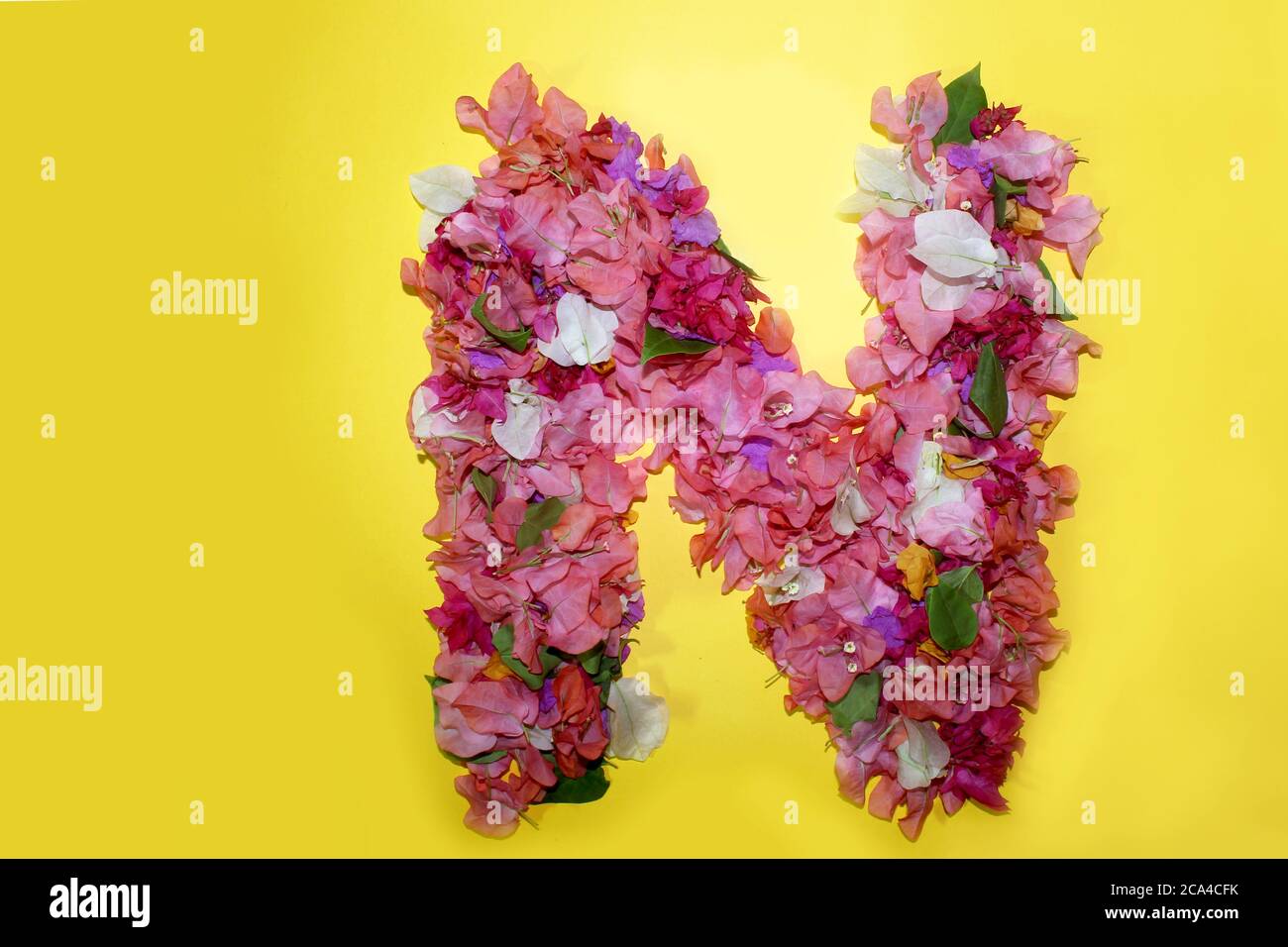 letter N flower alphabet, made from colorful bougainvillea flowers ...