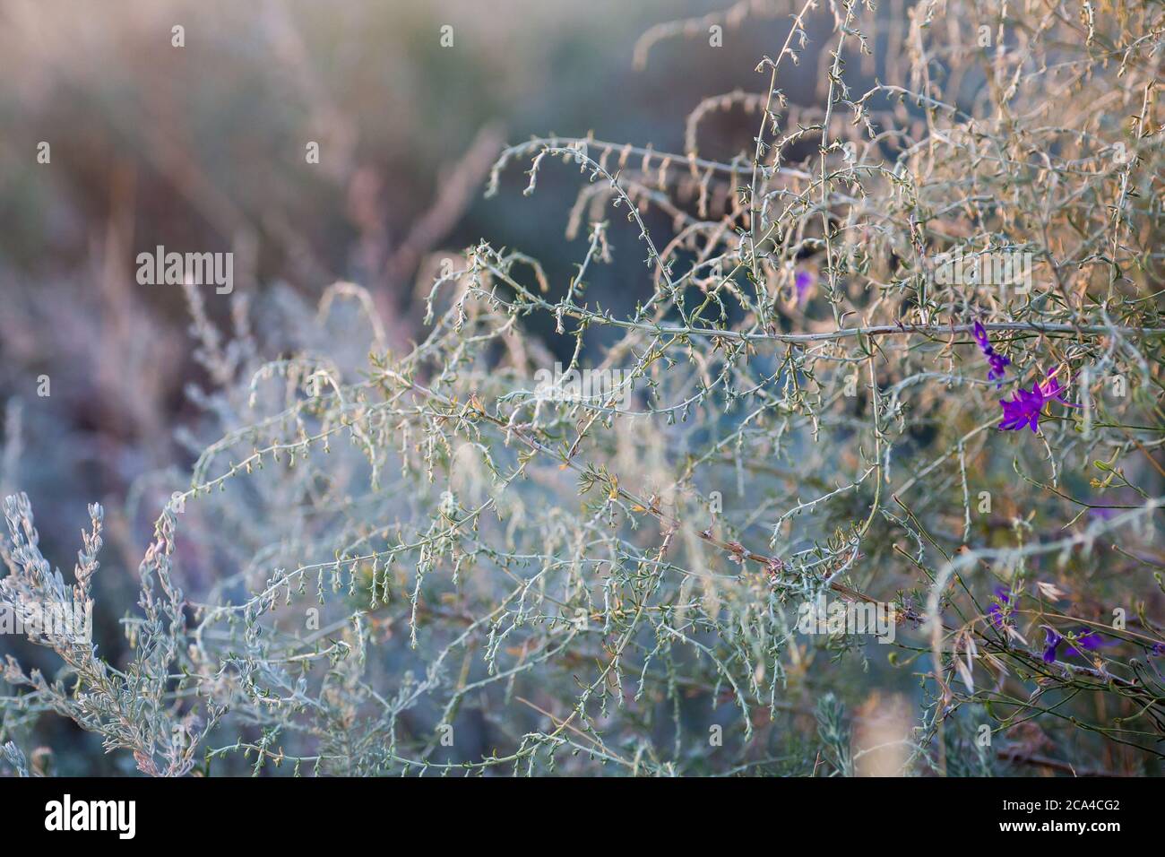 Artemisia cana silver-green plant.Silver sagebrush, close up, hoary ...