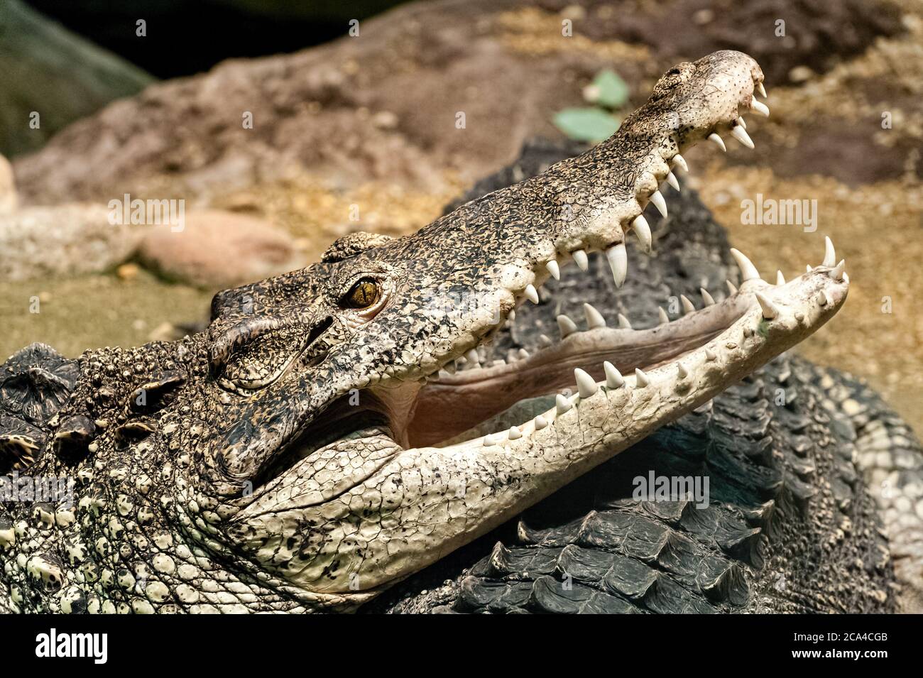 Crocodile eggs hi-res stock photography and images - Alamy