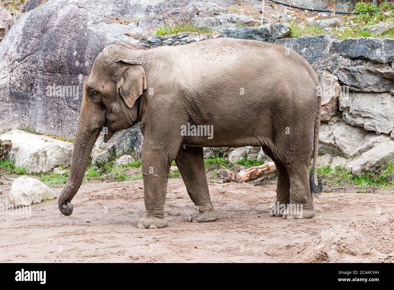 The Asian elephant (Elephas maximus Stock Photo - Alamy