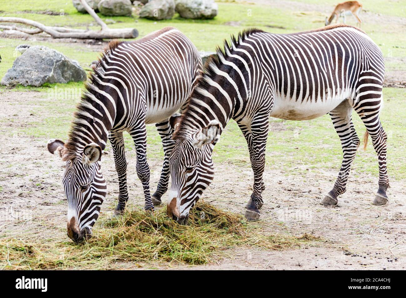 Zebras are several species of African equids (horse family) united by ...