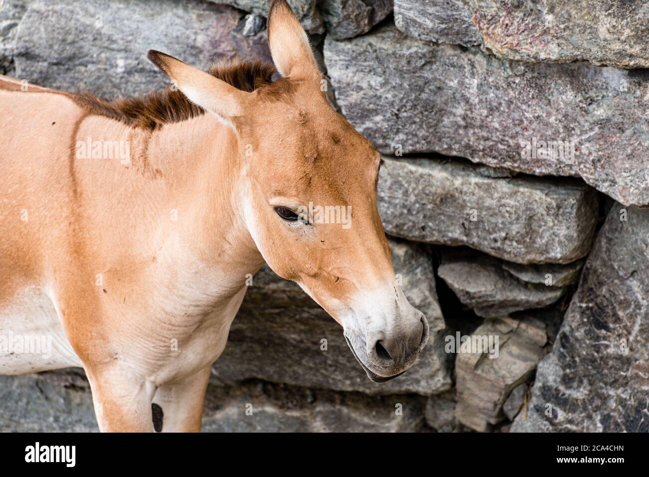 The onager (Equus hemionus), also known as hemione or Asiatic wild ass ...