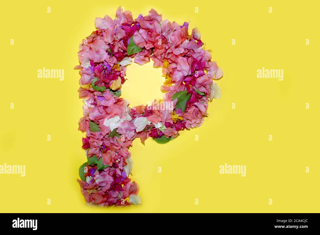 Letter P Flowers High Resolution Stock Photography and Images - Alamy
