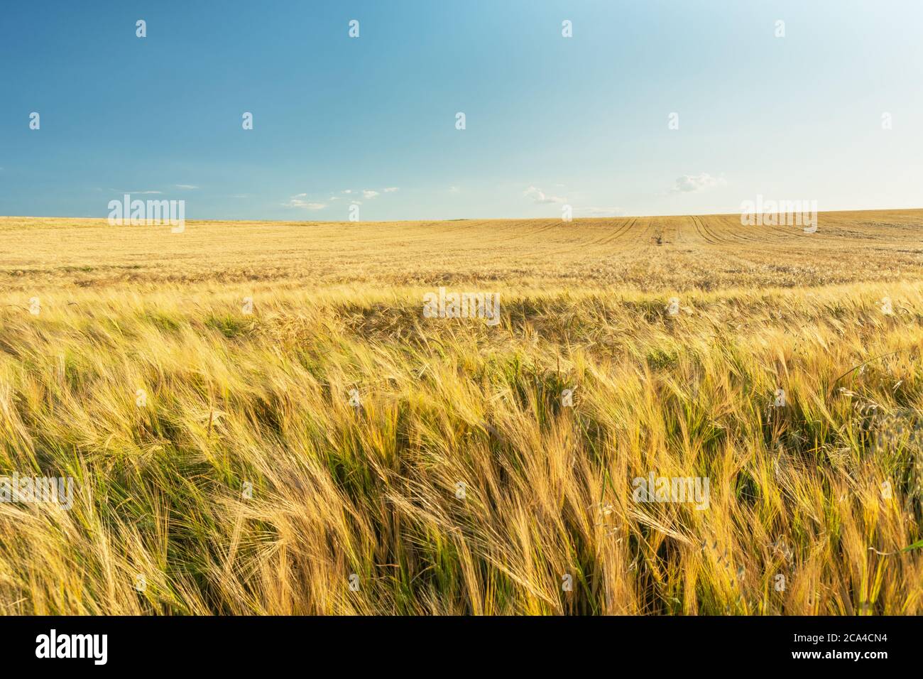 Gold barley hi-res stock photography and images - Alamy