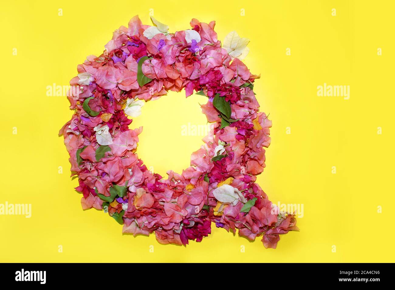letter Q flower alphabet, made from colorful bougainvillea flowers ...