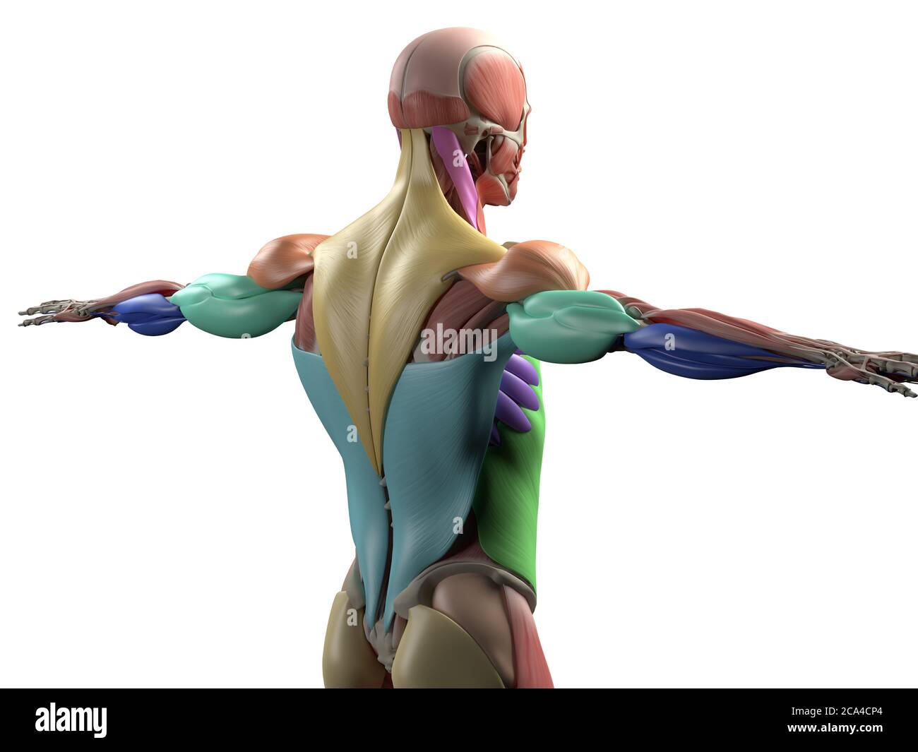 Anatomy illustration of back muscle groups. Muscle groups shown in ...