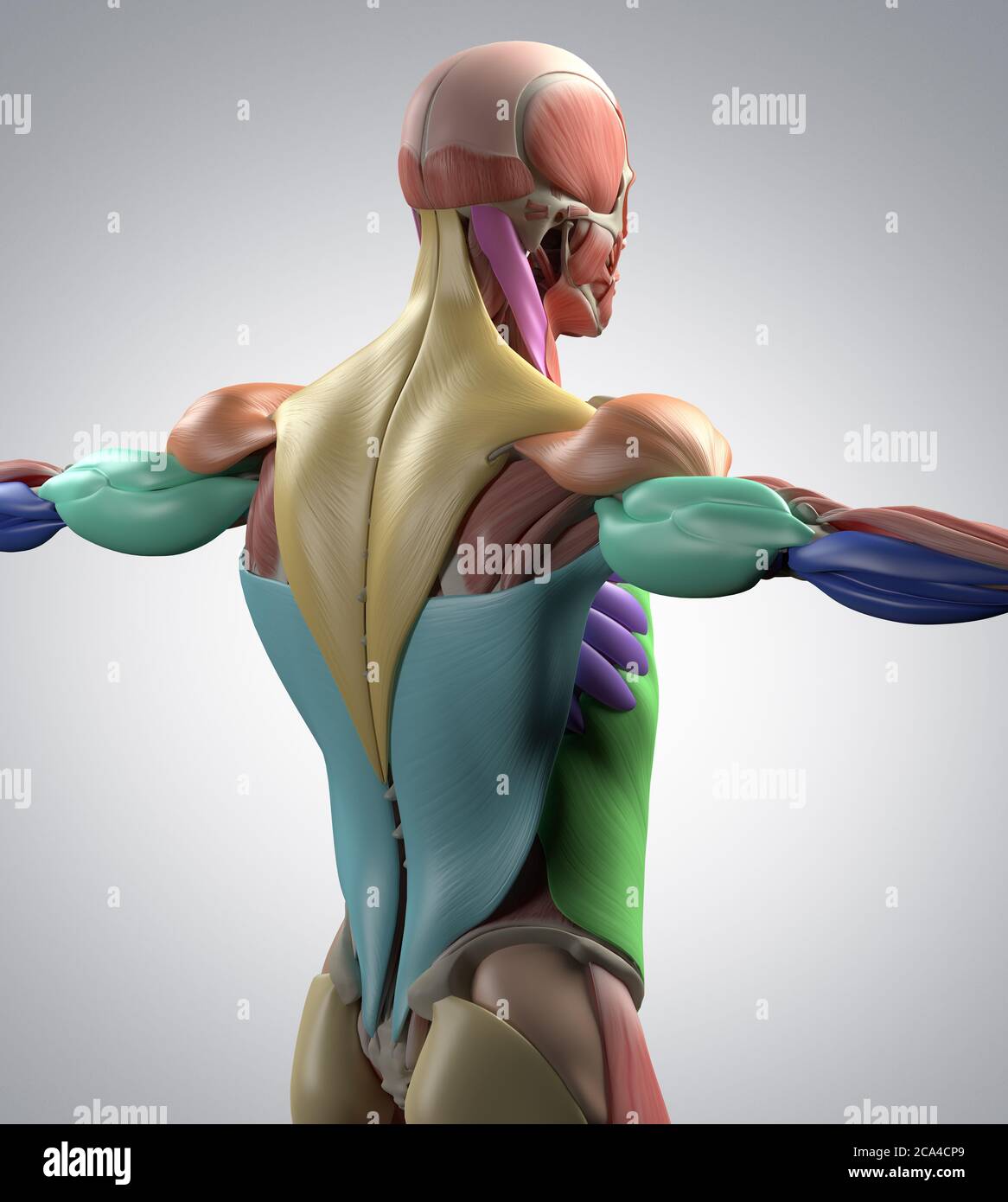 Anatomy illustration of back muscle groups. Muscle groups shown in ...