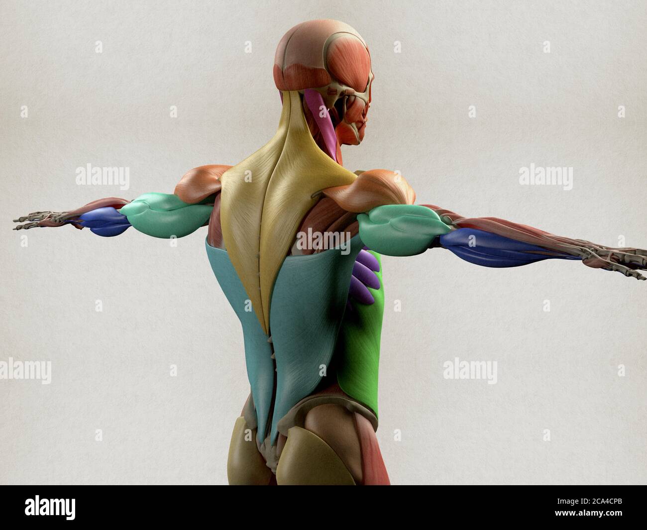 Anatomy illustration of back muscle groups. Muscle groups shown in ...