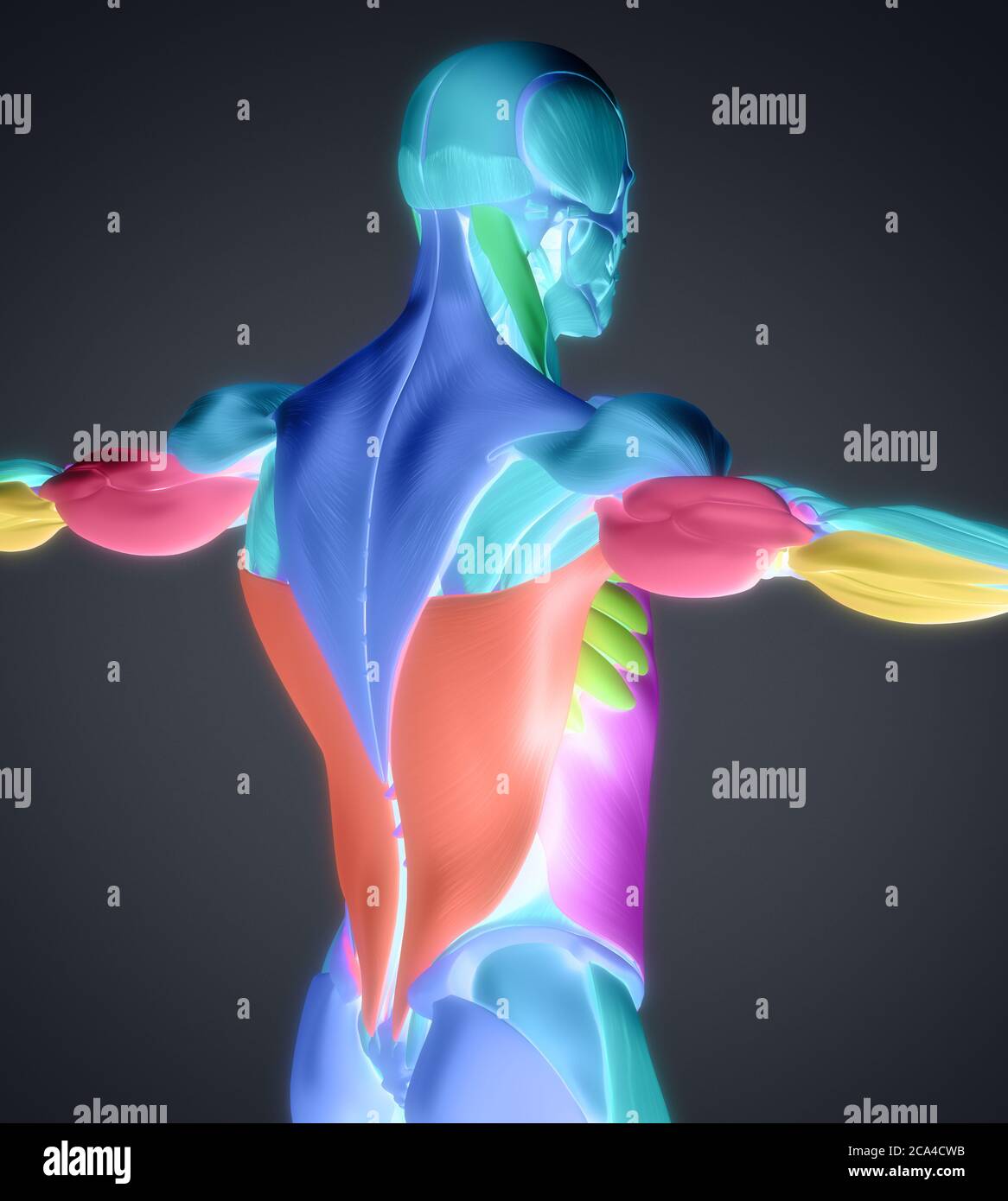Anatomy illustration of back muscle groups. Muscle groups shown in ...
