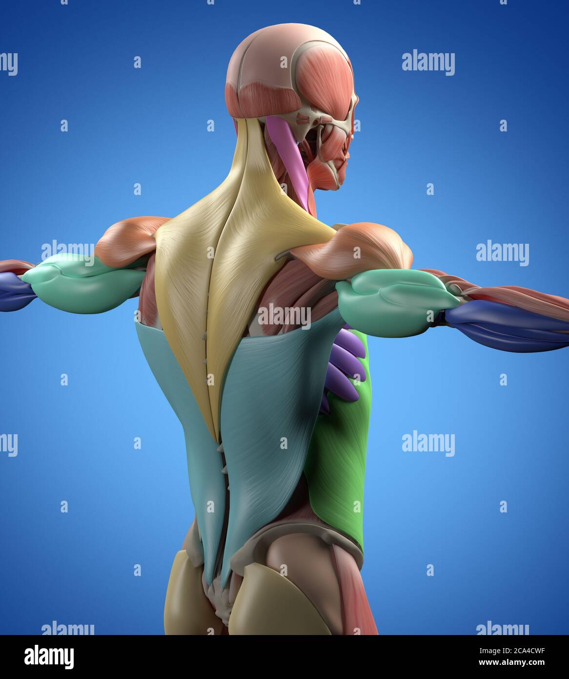 Anatomy illustration of back muscle groups. Muscle groups shown in ...