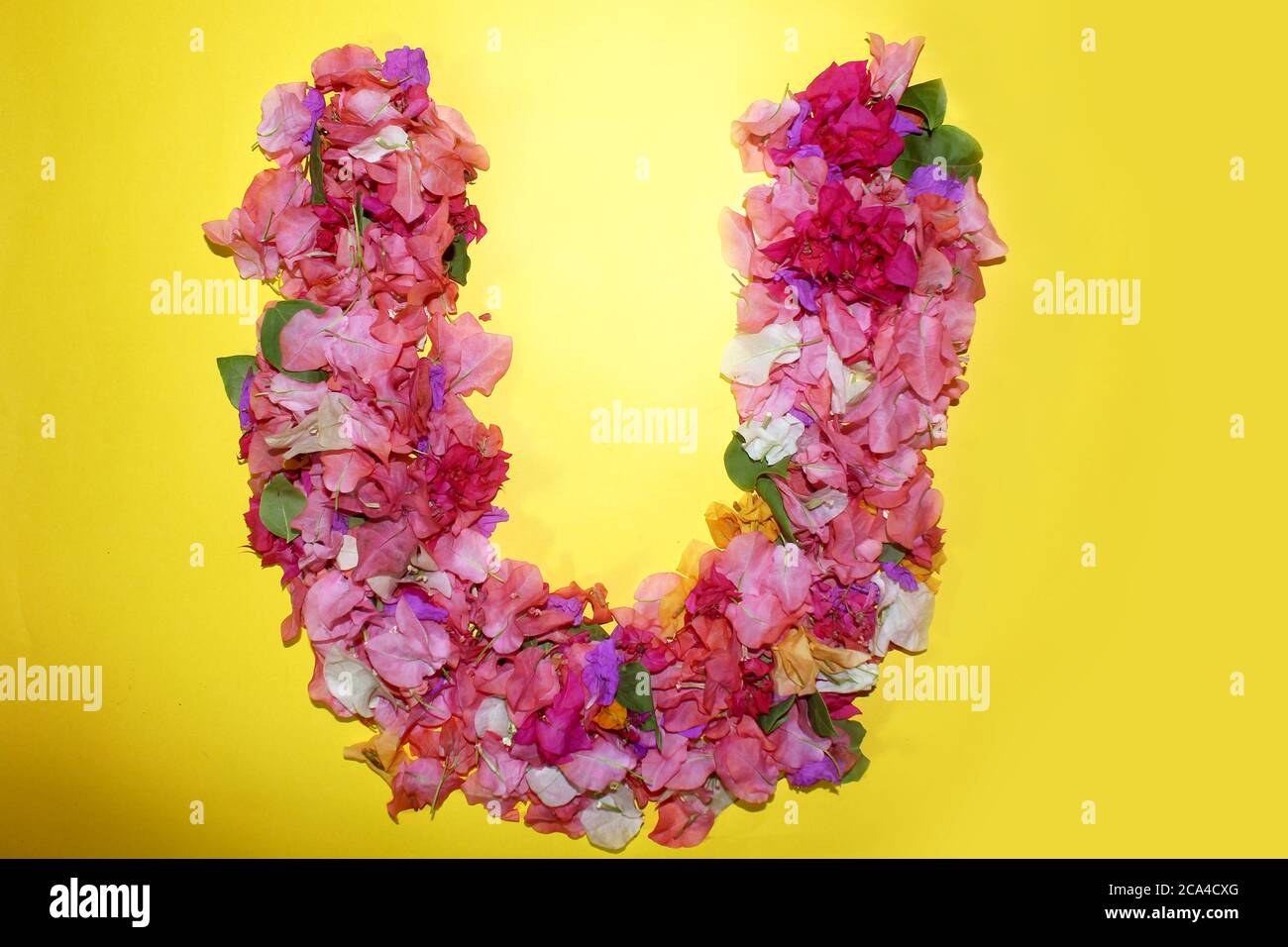 letter U flower alphabet, made from colorful bougainvillea flowers ...