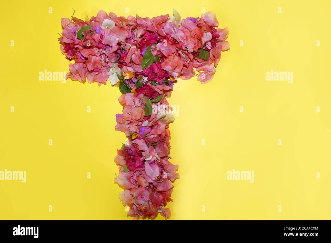letter T flower alphabet, made from colorful bougainvillea flowers ...