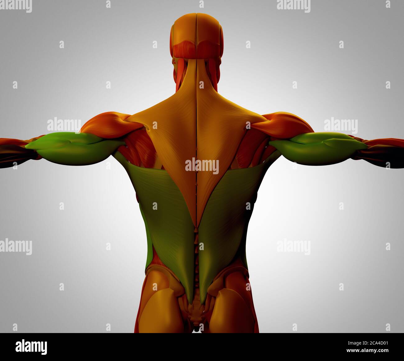 Anatomy illustration of back muscle groups. Muscle groups shown in ...