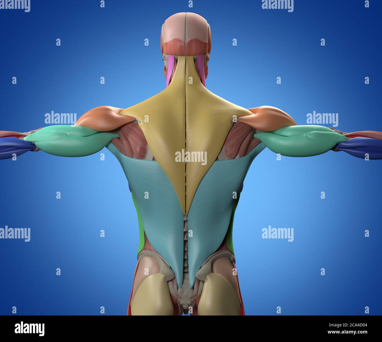 Anatomy illustration of back muscle groups. Muscle groups shown in ...
