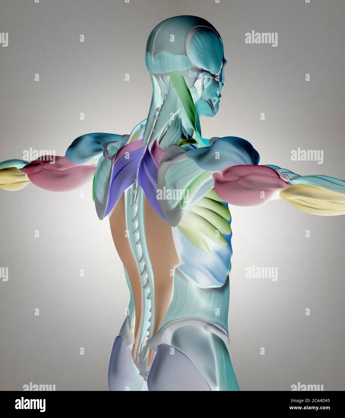 Anatomy illustration of back muscle groups. Muscle groups shown in ...
