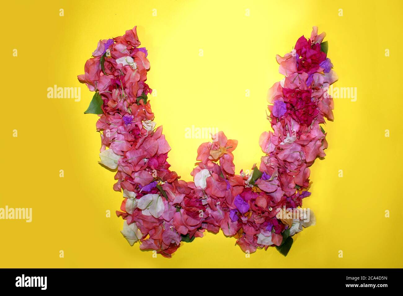 letter w flower alphabet, made from colorful bougainvillea flowers ...