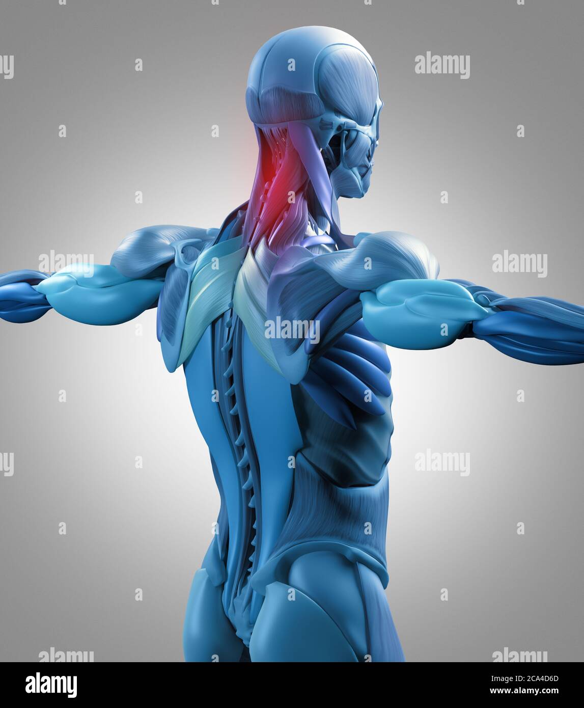 Anatomy illustration of back muscle groups. Muscle groups shown in ...