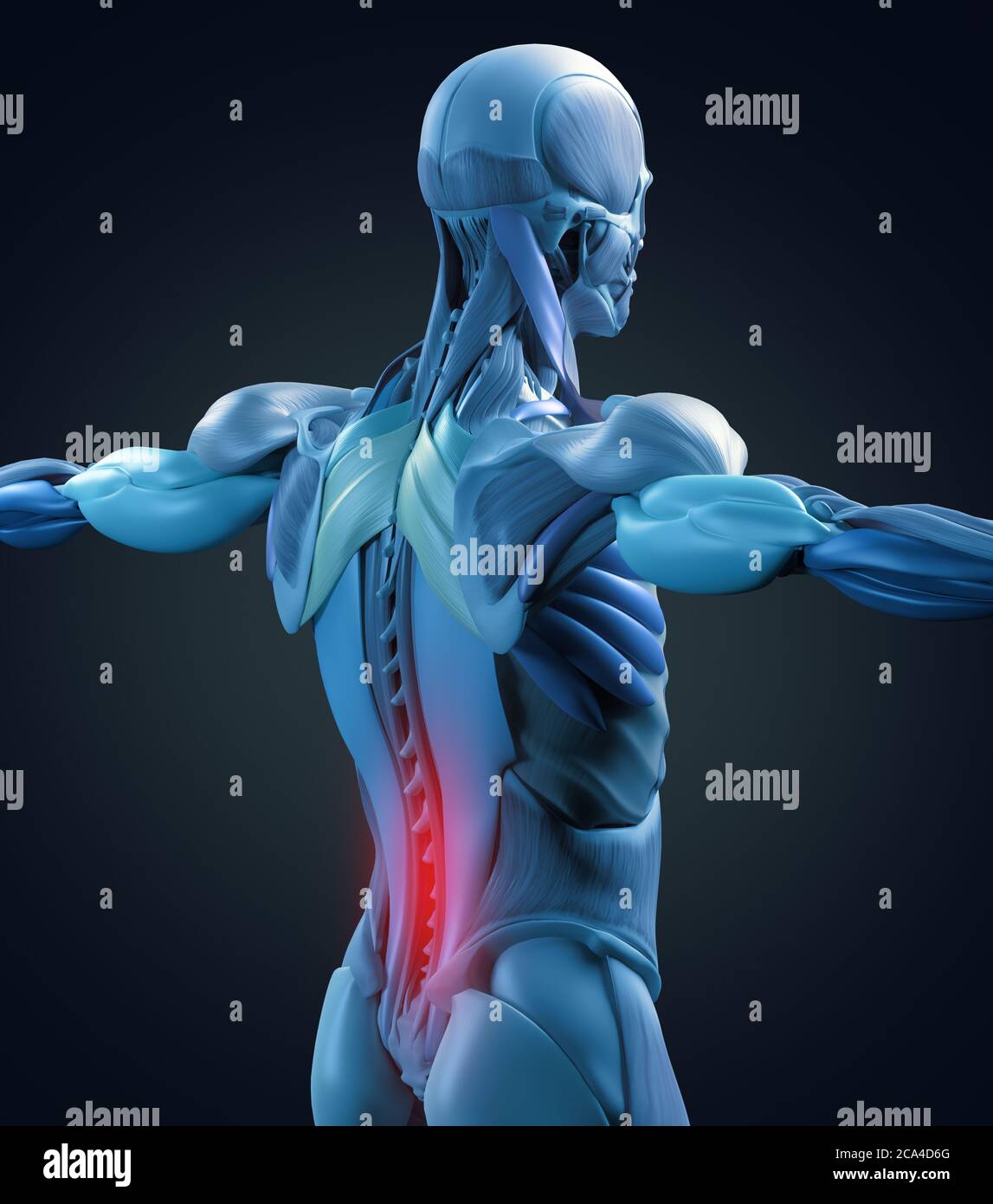 Anatomy illustration of back muscle groups. Muscle groups shown in ...