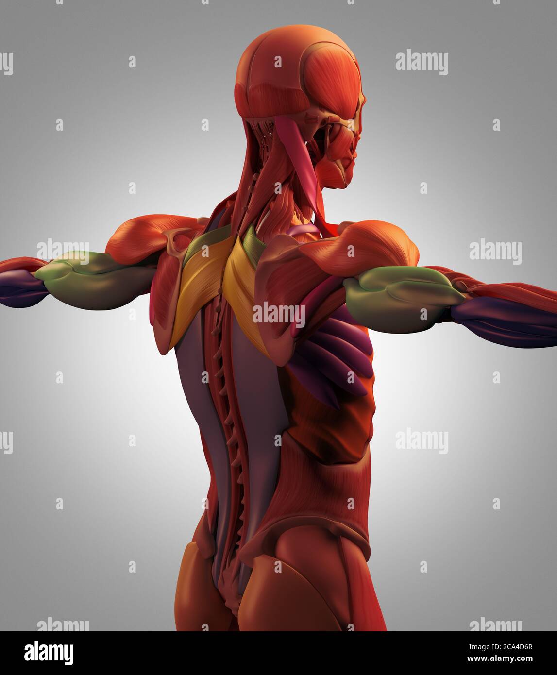 Anatomy illustration of back muscle groups. Muscle groups shown in ...