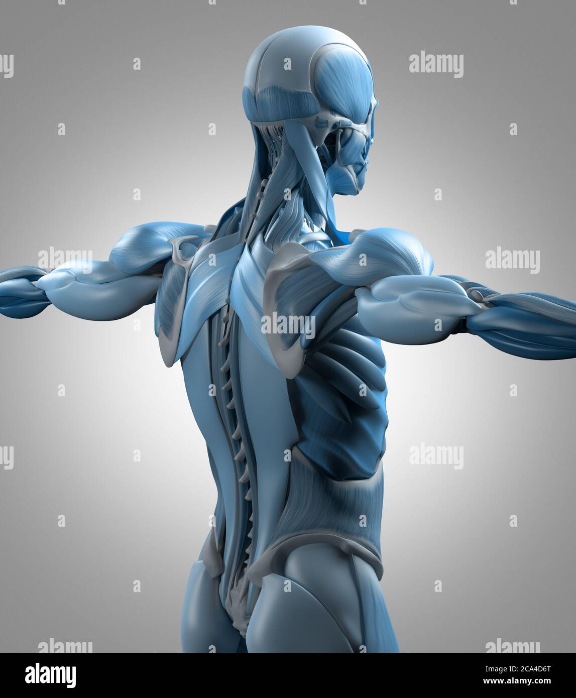 Anatomy illustration of back muscle groups. Muscle groups shown in ...