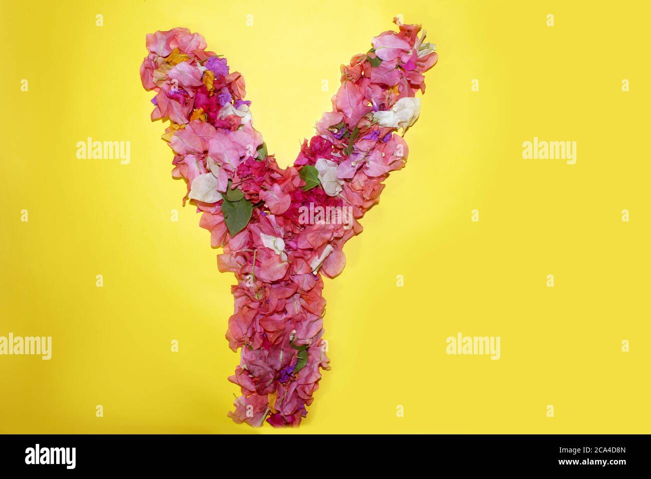 letter Y flower alphabet, made from colorful bougainvillea flowers ...
