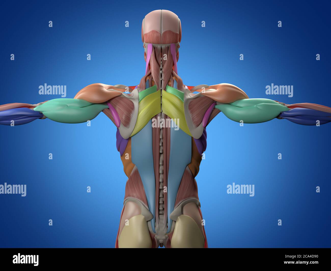 Anatomy illustration of back muscle groups. Muscle groups shown in ...