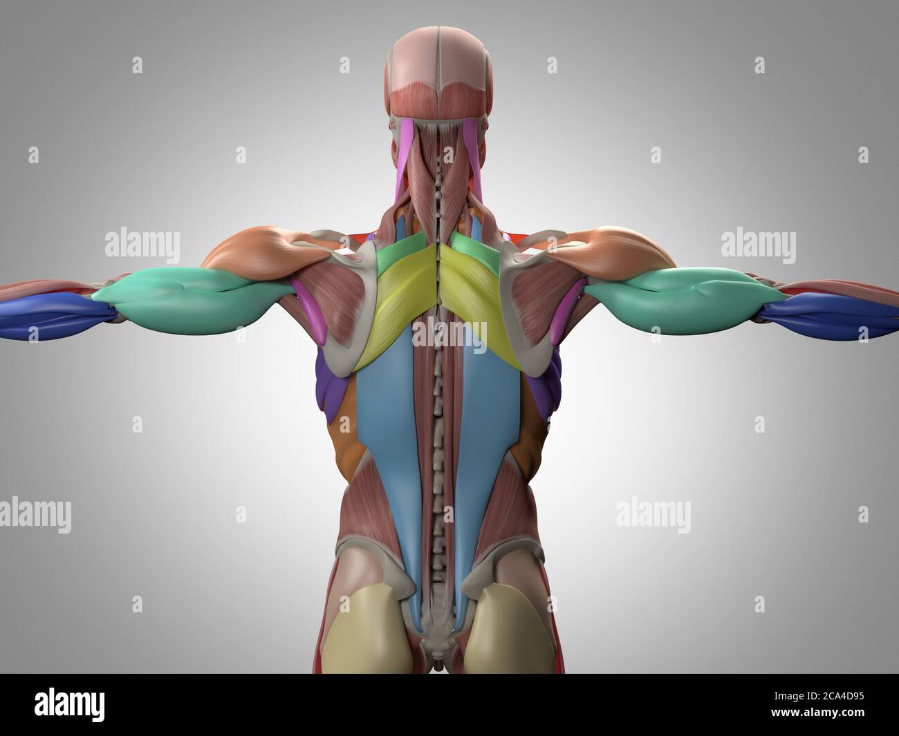 Anatomy illustration of back muscle groups. Muscle groups shown in ...