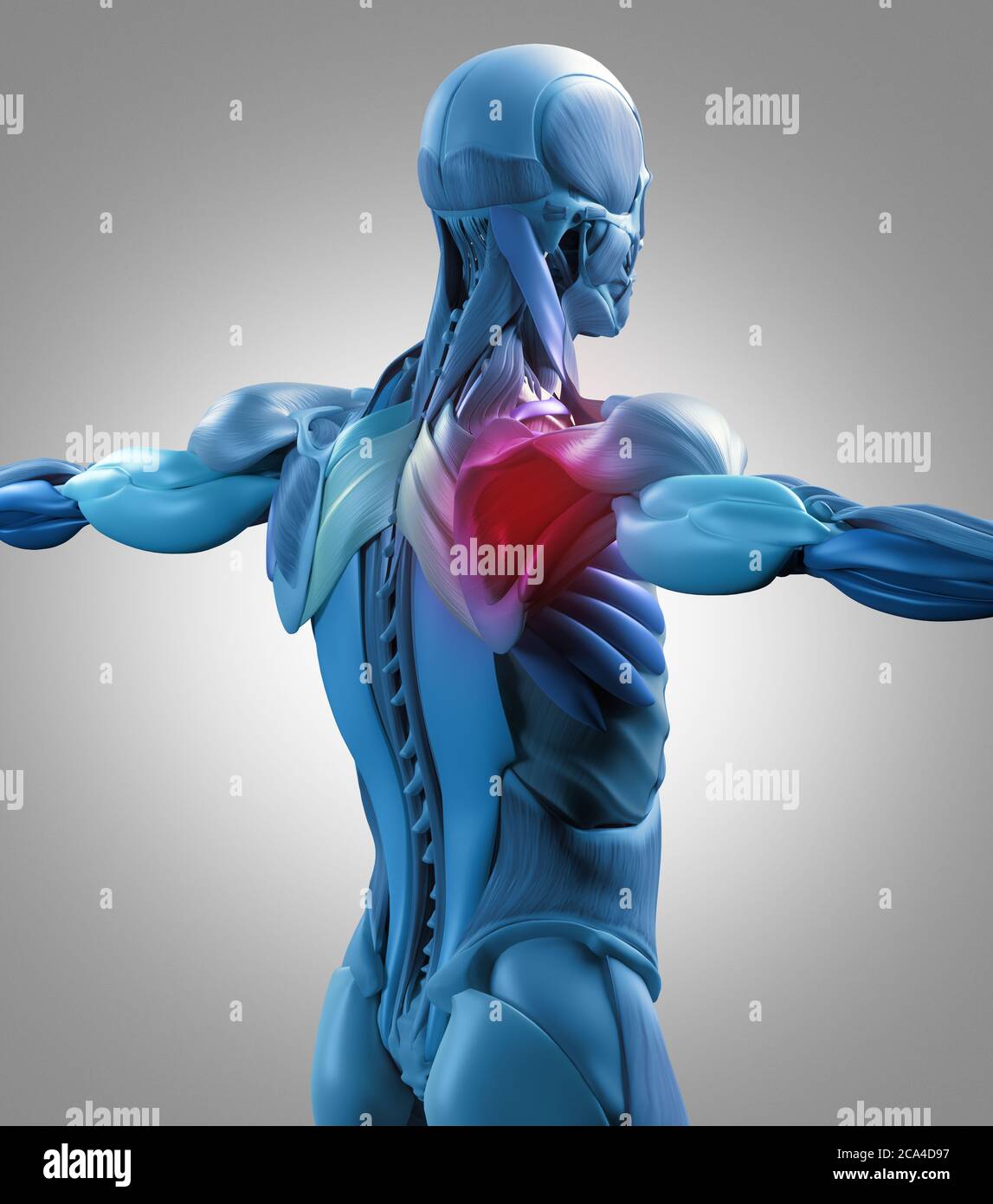 Anatomy illustration of back muscle groups. Muscle groups shown in ...