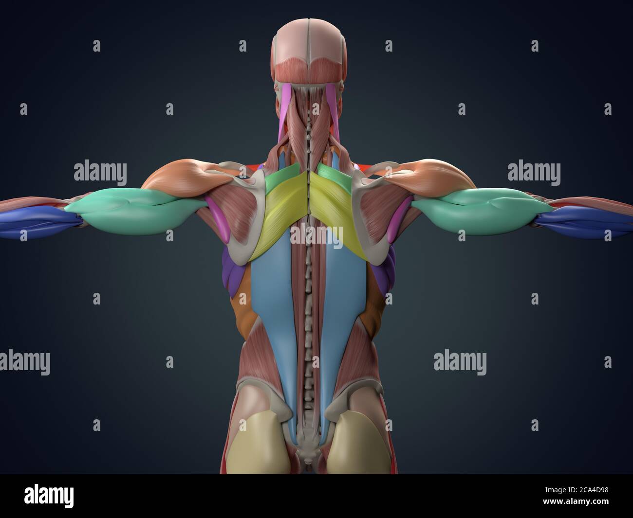 Anatomy illustration of back muscle groups. Muscle groups shown in ...