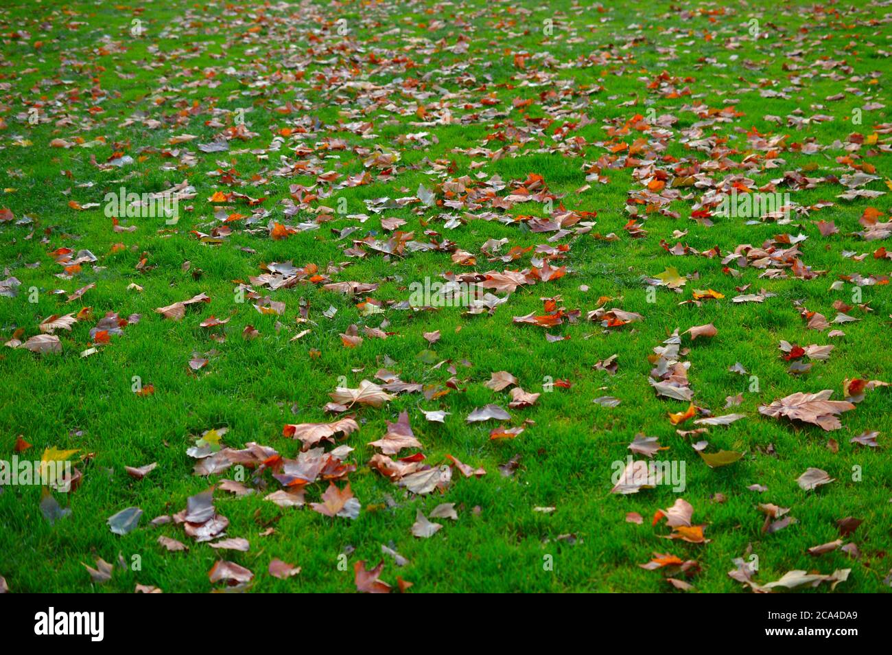 fall leaves on grass lawn Stock Photo - Alamy