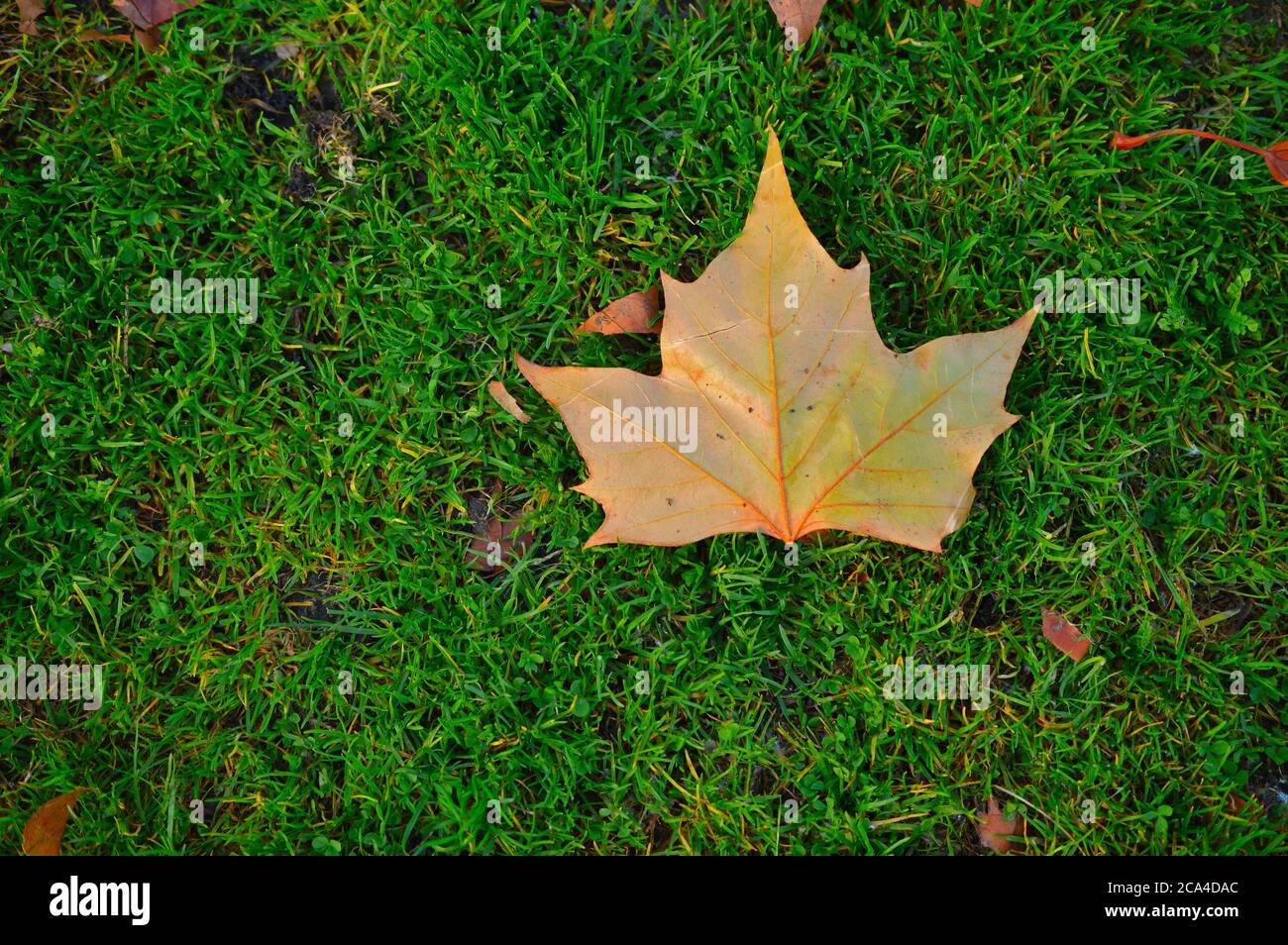 Leaf study hi-res stock photography and images - Alamy