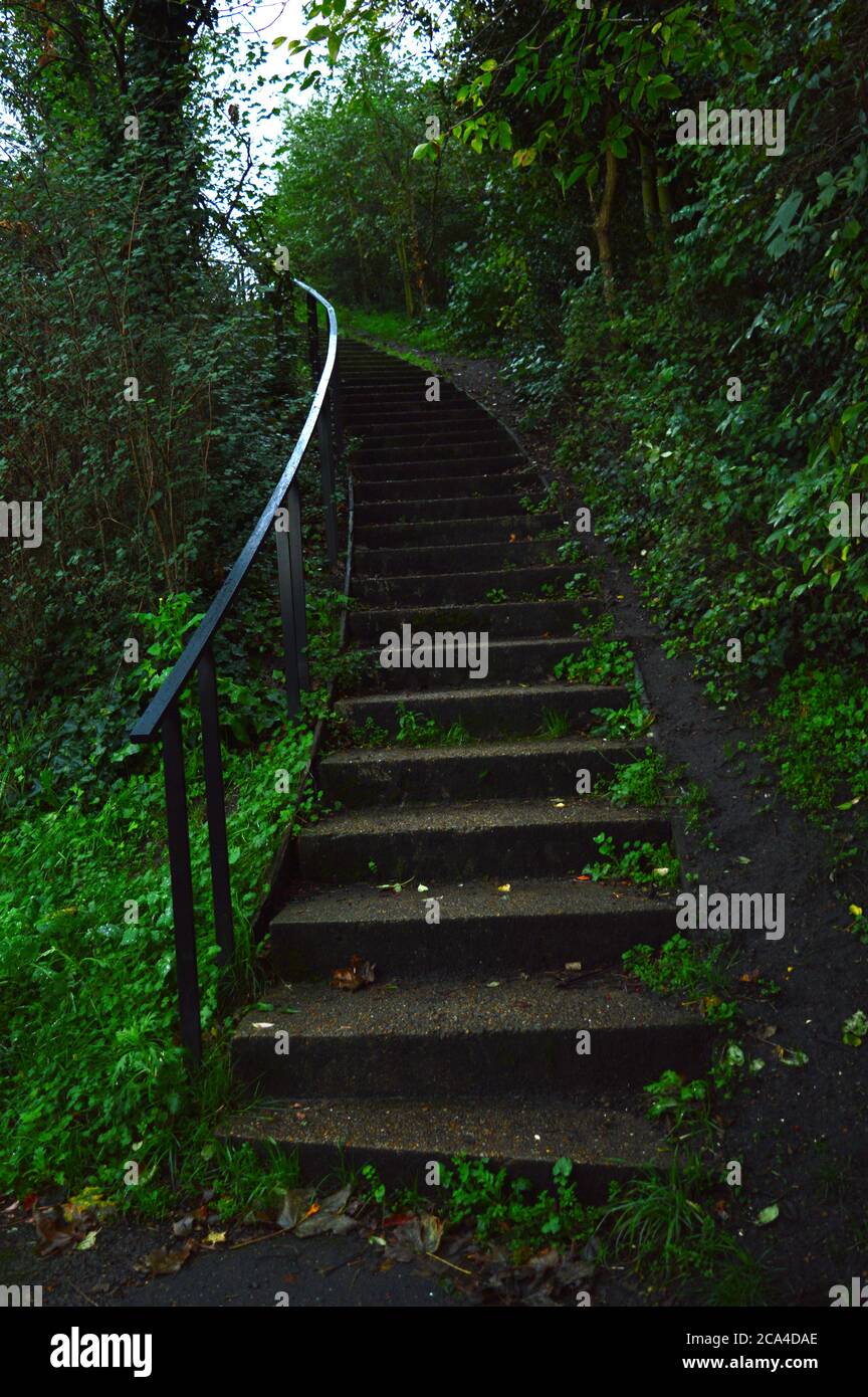 Steps in a park with greenery on both sides and a railing Stock Photo ...