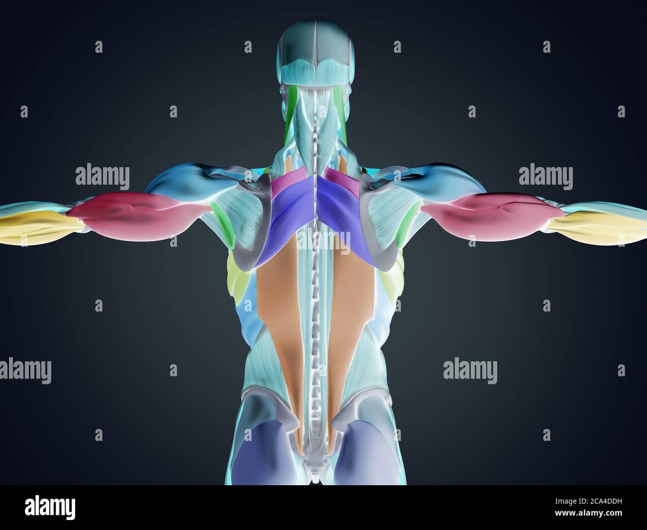 Anatomy illustration of back muscle groups. Muscle groups shown in ...