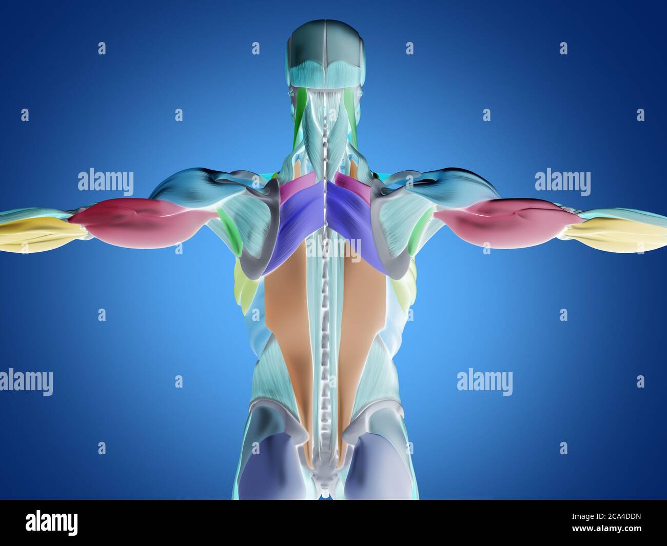Anatomy illustration of back muscle groups. Muscle groups shown in ...
