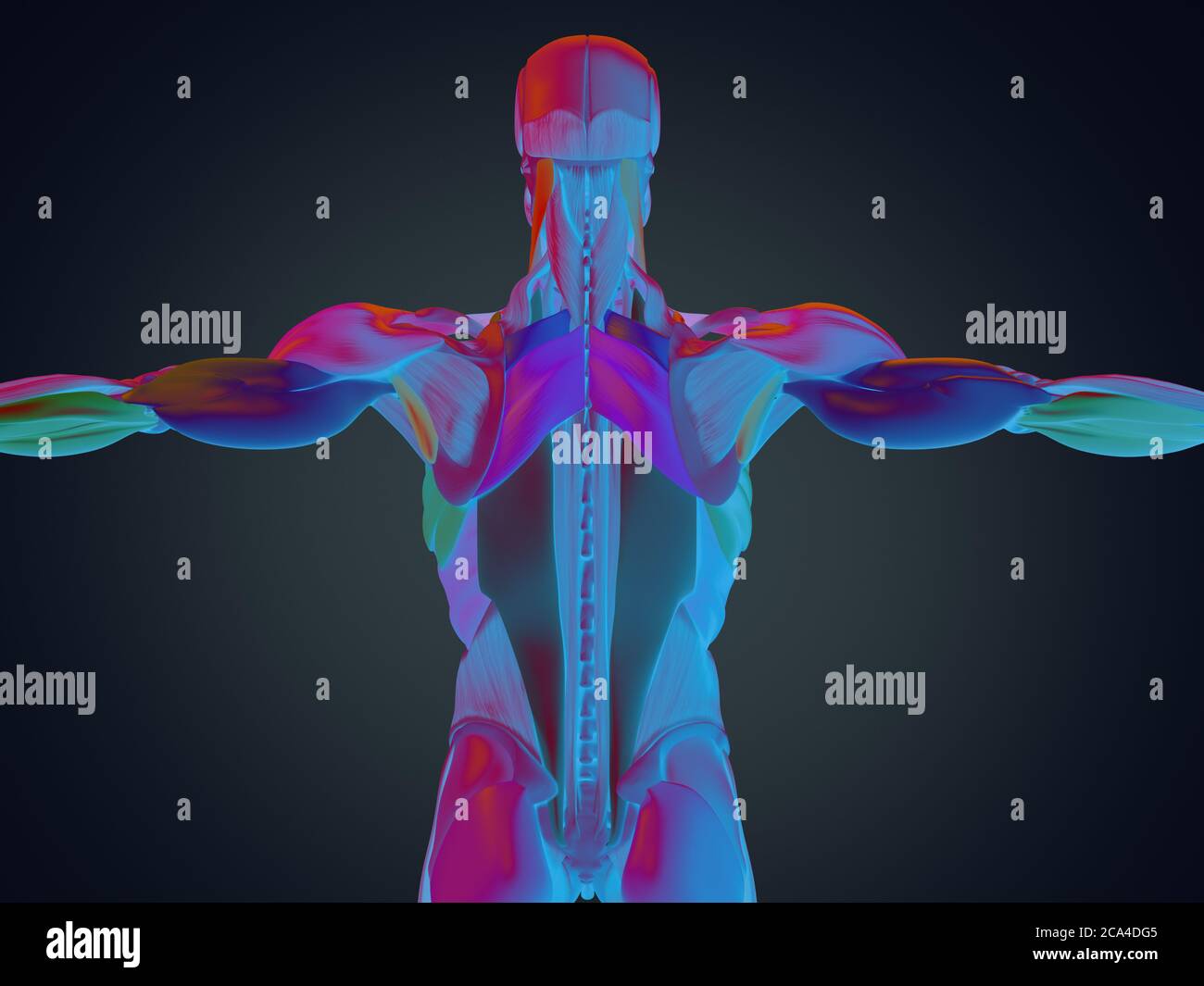 Anatomy illustration of back muscle groups. Muscle groups shown in ...
