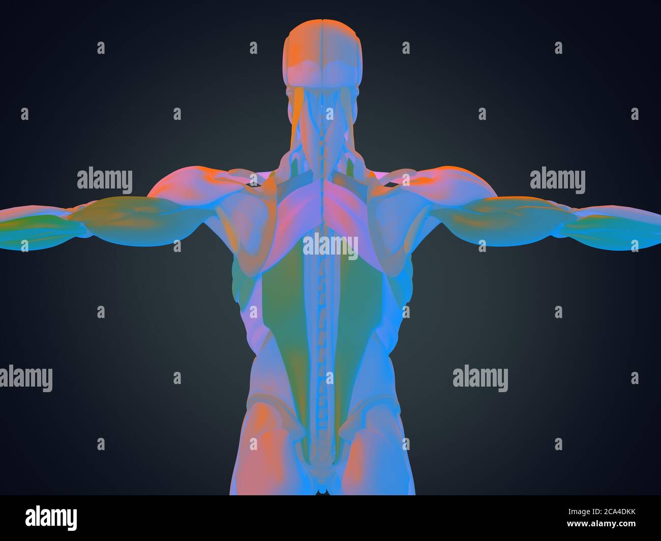 Anatomy illustration of back muscle groups. Muscle groups shown in ...