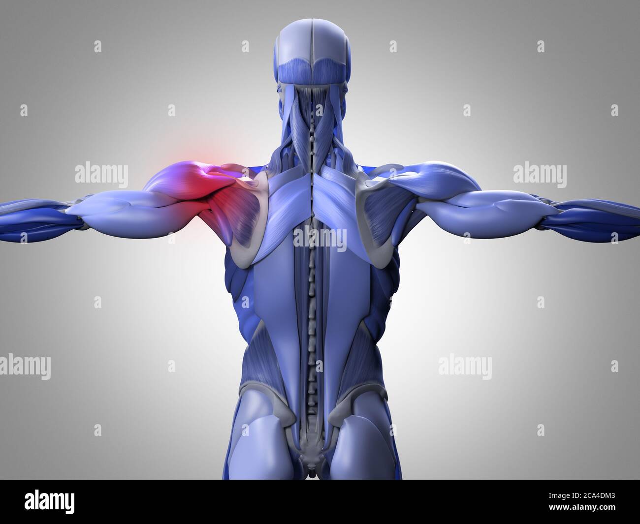 Anatomy illustration of back muscle groups.Showing shoulder pain. 3d ...