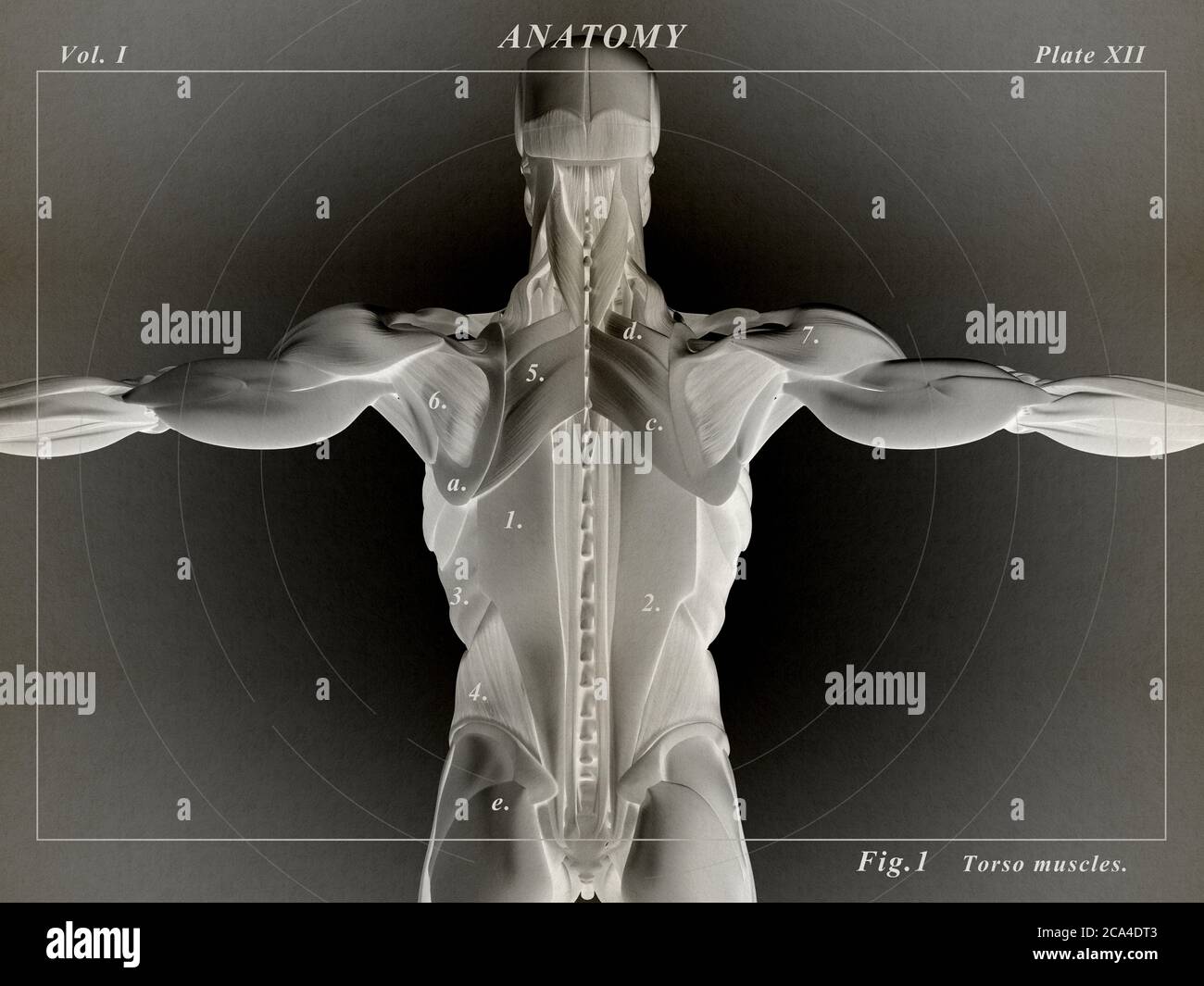 Anatomy illustration of back muscle groups.. 3d illustration Stock ...
