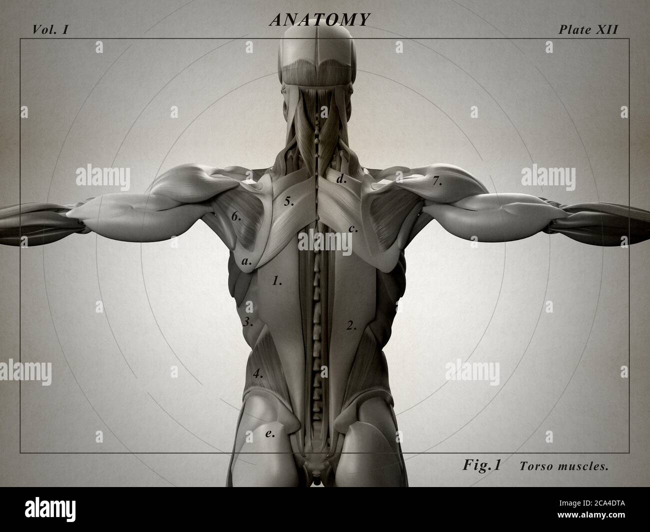 Anatomy illustration of back muscle groups.. 3d illustration Stock ...