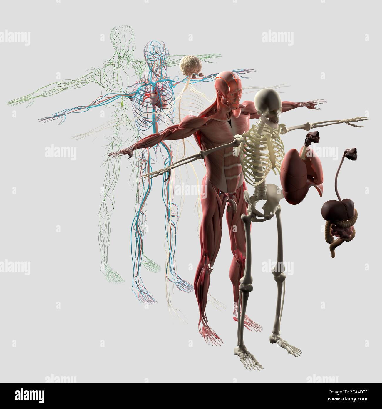 Human anatomy exploded view, diagram. Separate body systems muscle ...