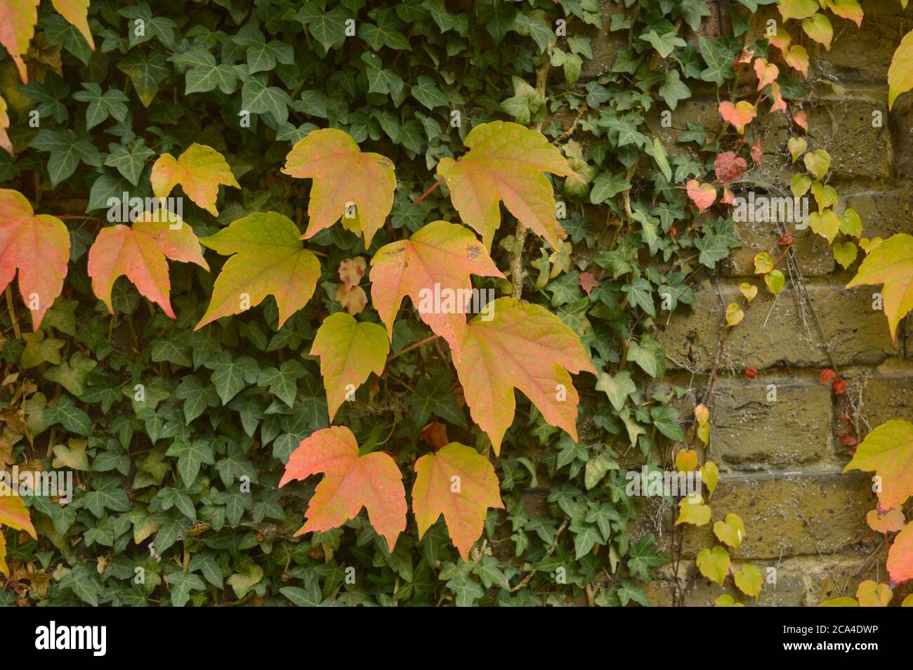 colourful leaves on a brick wall during fall Stock Photo - Alamy
