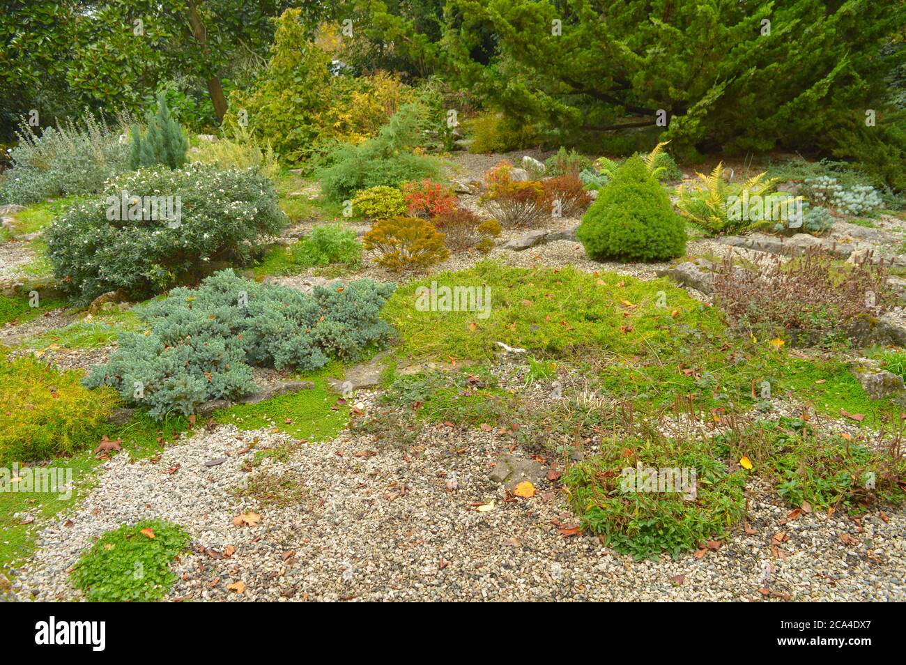 Plants of different types growing together on rocky surface Stock Photo ...