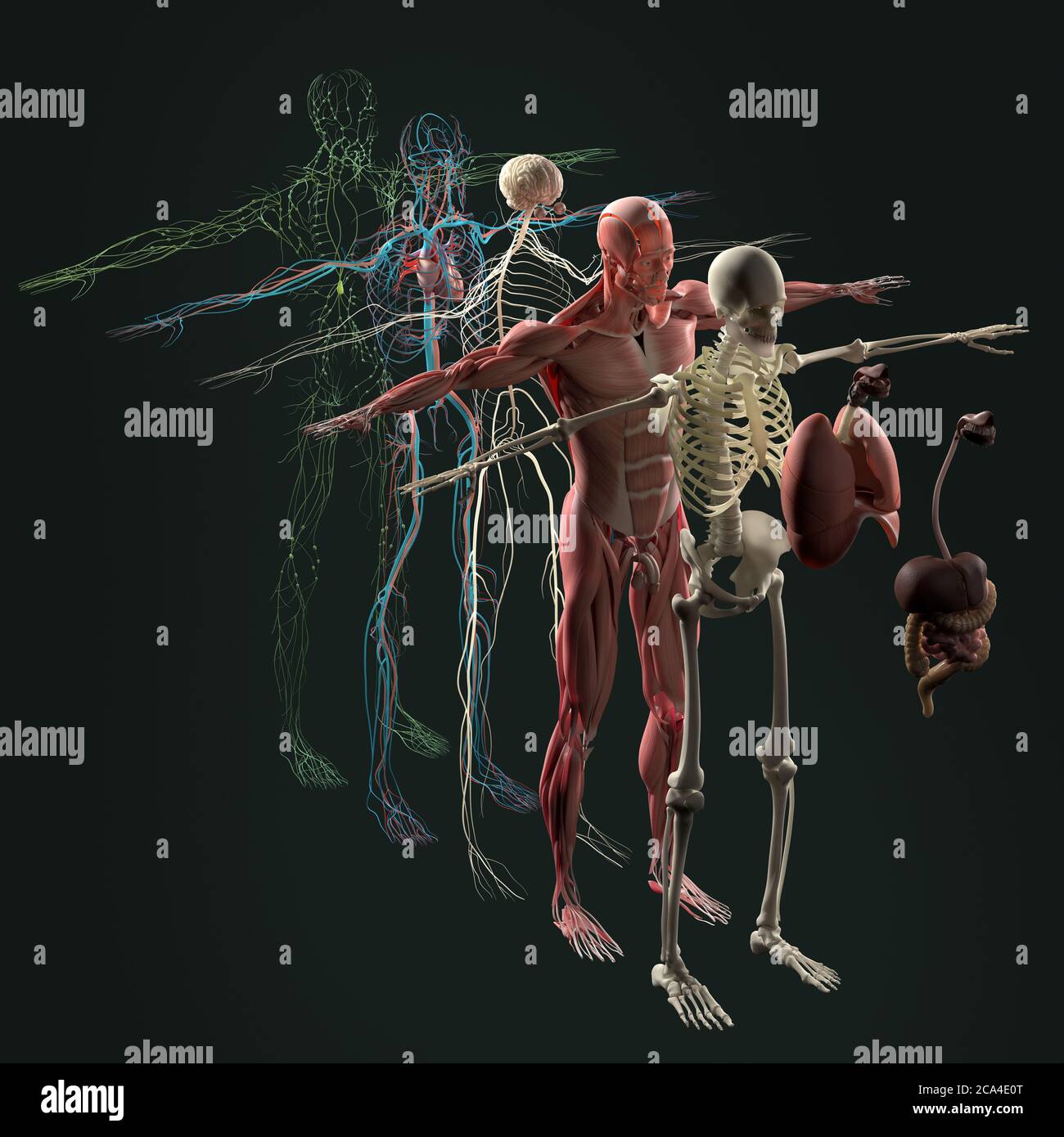 Human anatomy exploded view, diagram. Separate body systems muscle ...