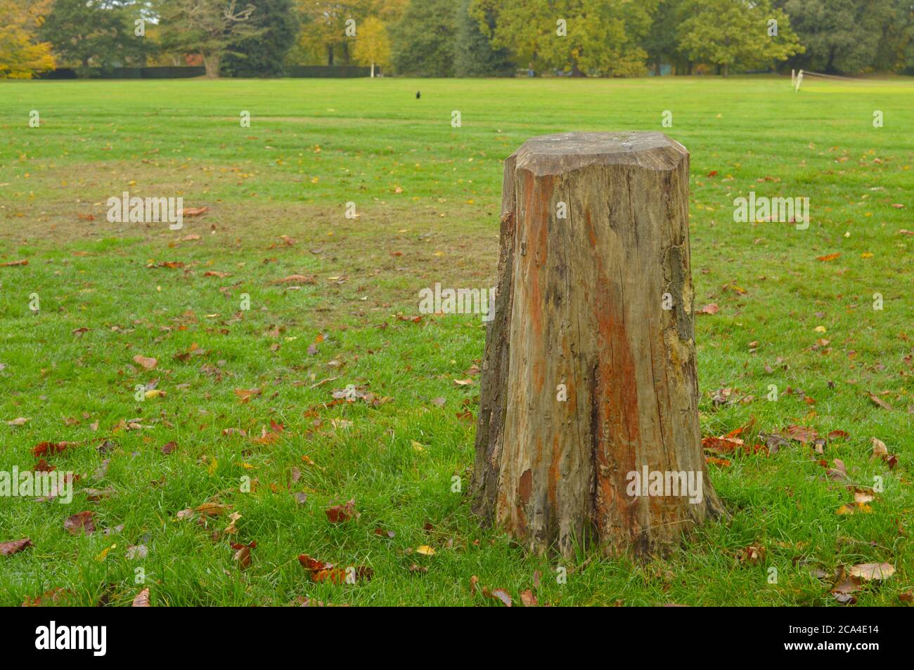 Dead leaves dirty ground hi-res stock photography and images - Alamy