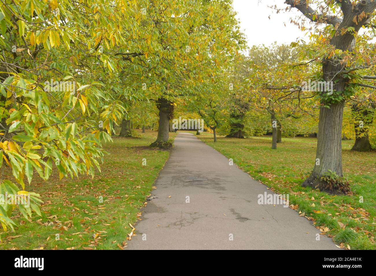 line of trees in a park with tarmac walk way in the middle Stock Photo ...