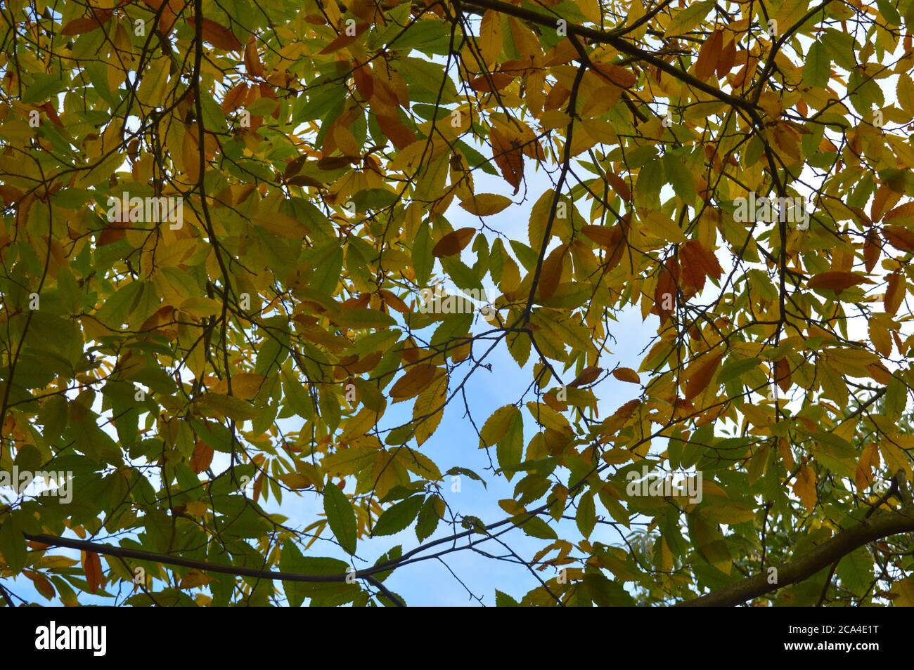 Leaf forming into a tree hi-res stock photography and images - Alamy