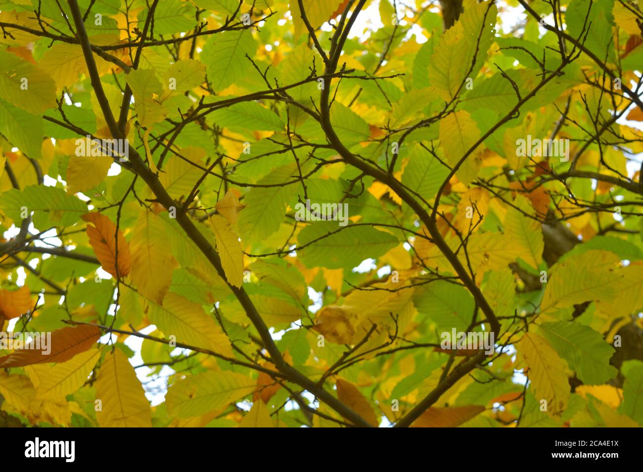 colorful leaves on a tree forming a pattern Stock Photo - Alamy