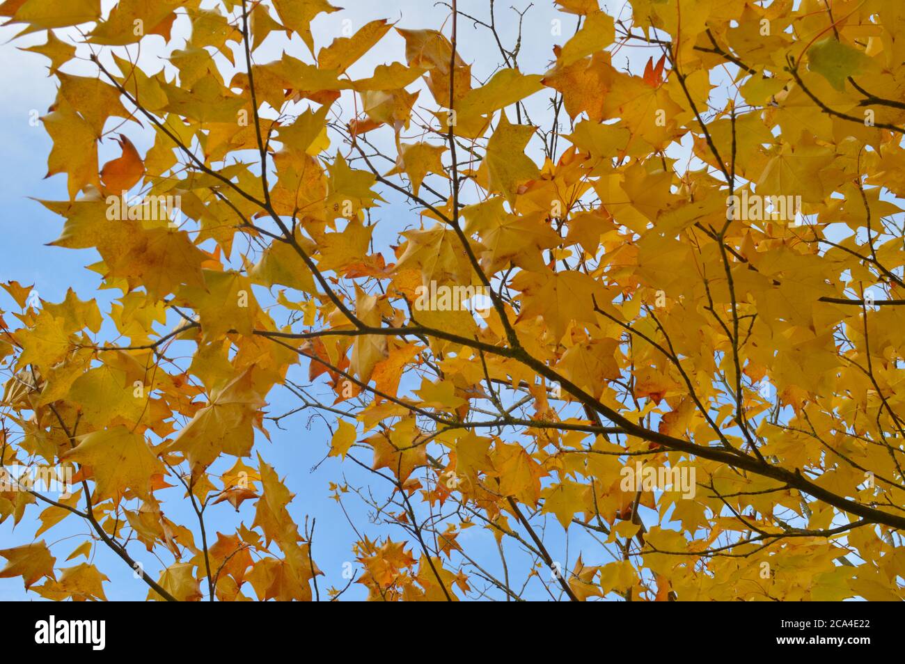 colorful leaves on a tree forming a pattern Stock Photo - Alamy